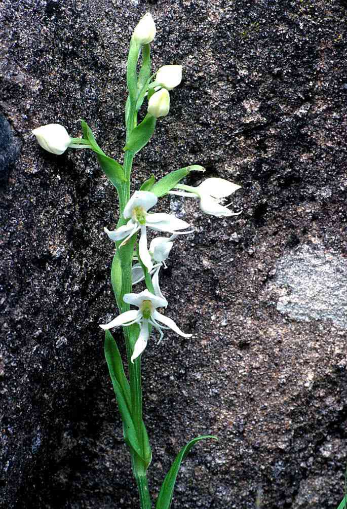 Habenaria clypeata north of Yécora, Sonora. Photo: R.L. Bellsey