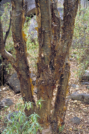 Jatropha cordata (papelío, sangrengado)