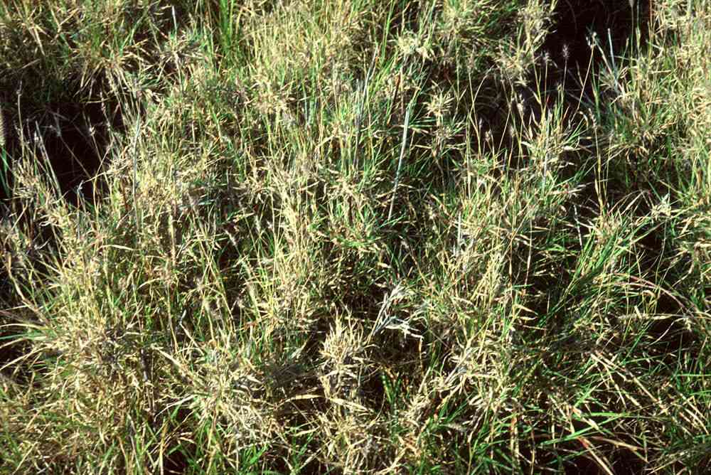 Buffelgrass ( Pennisetum ciliare ) is probably the greatest invasive ...